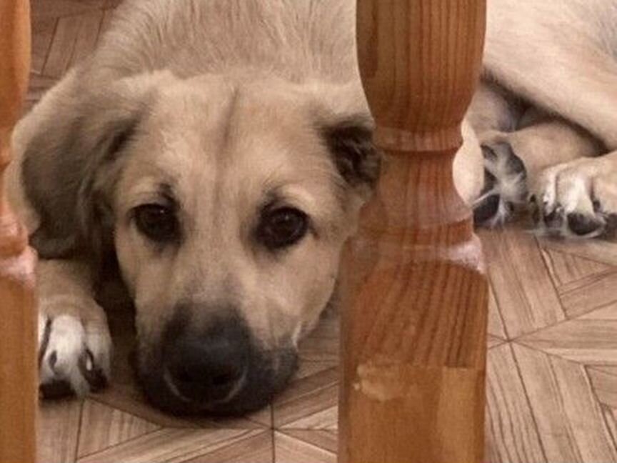 Щенок мальчик