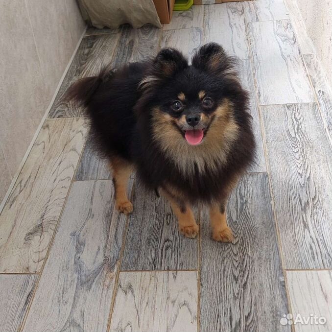 Шпиц молодая красавица