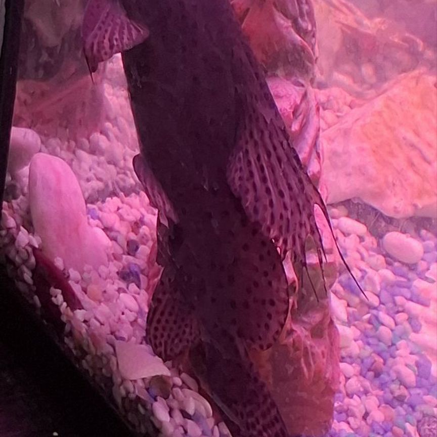 Синадонтис