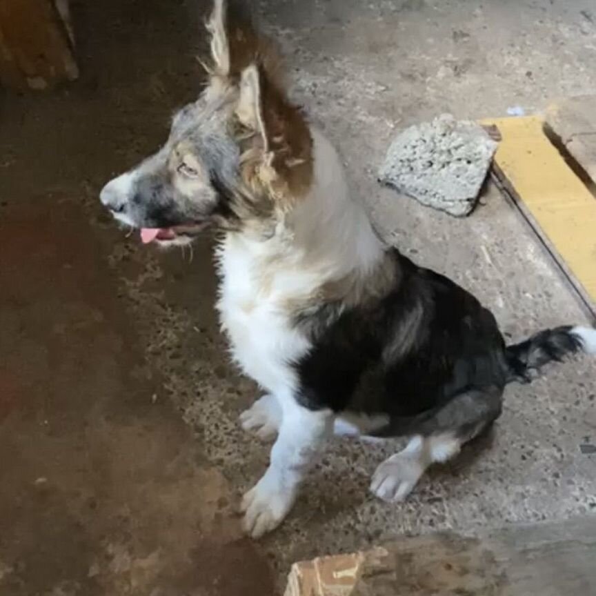 Щенок в добрые руки бесплатно