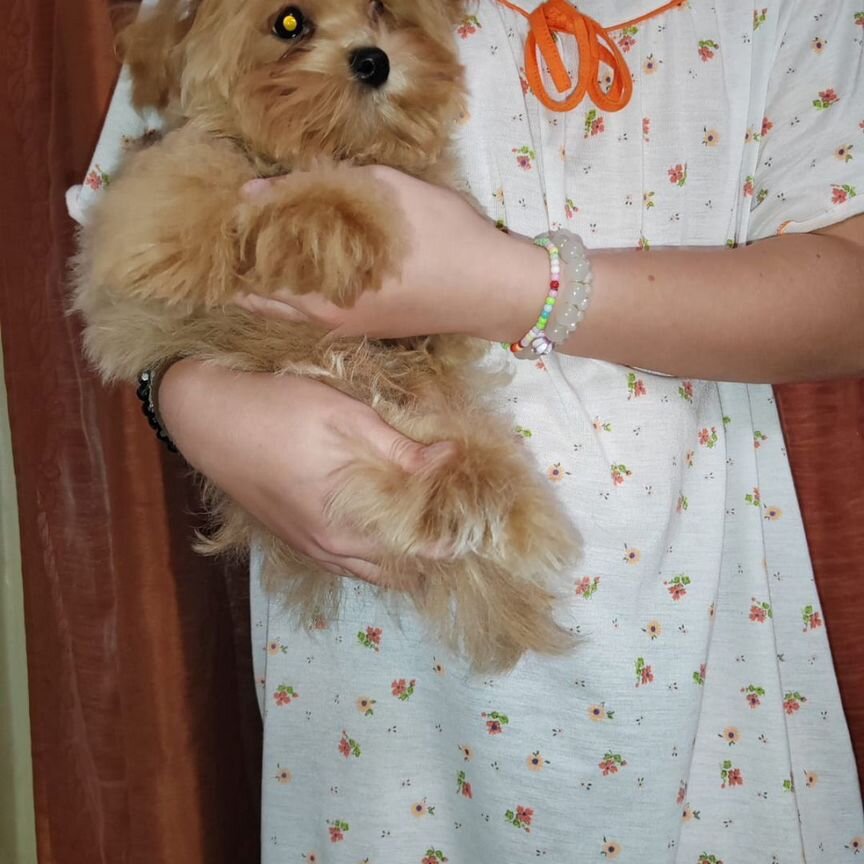 Мальтипу f1 mini