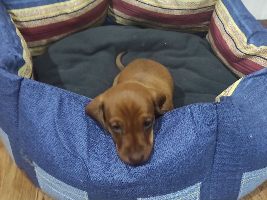 Такса 2месяца продам, 4тыс девочка