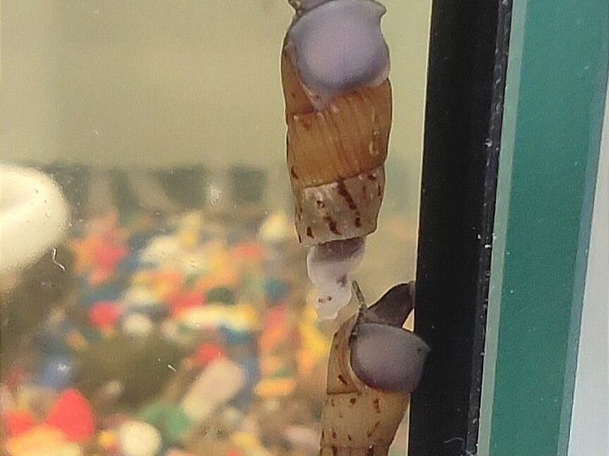 Улитки мелании