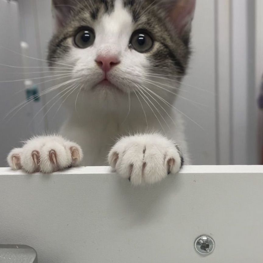 Котенок 2.5 месяца