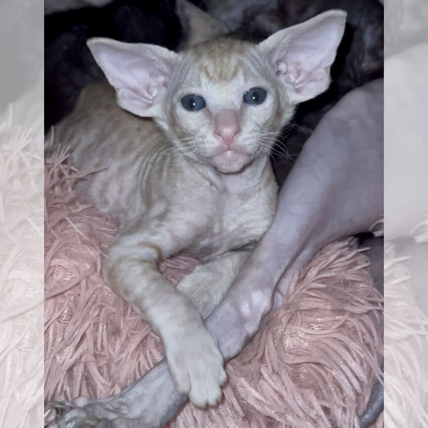 Петерболд котёнок