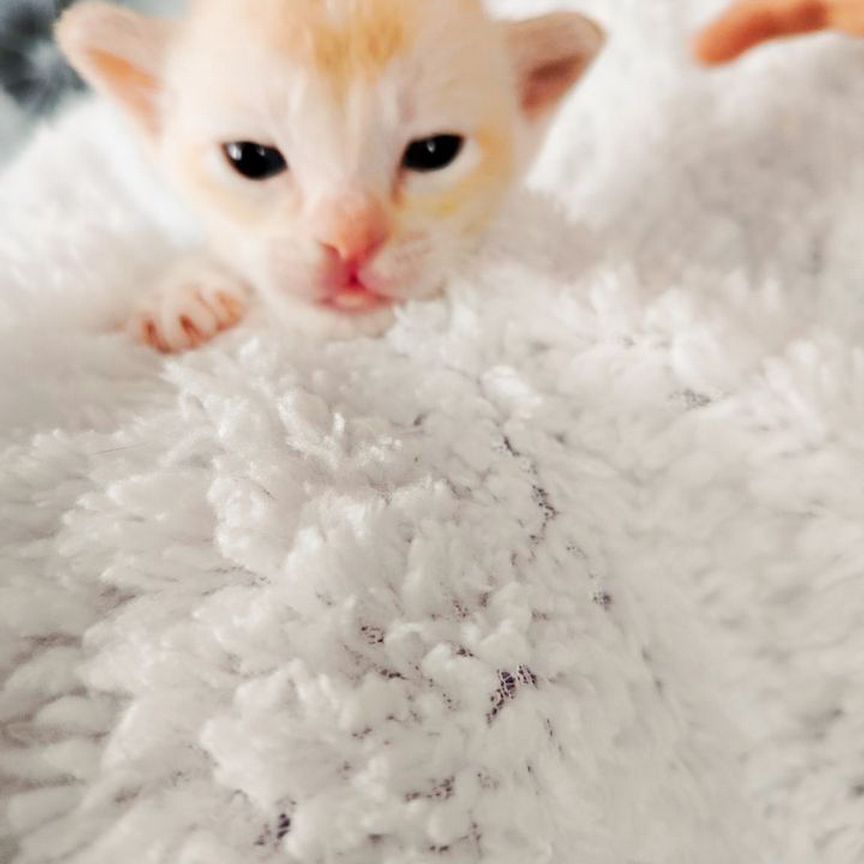 Бурманские котята