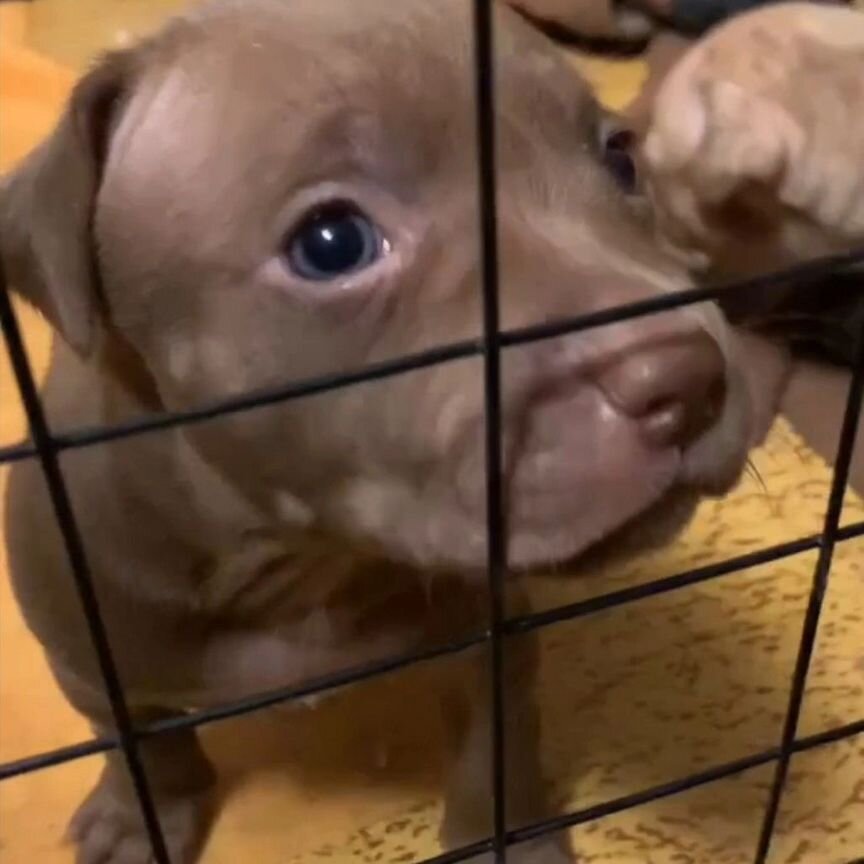 Щенки питбуля