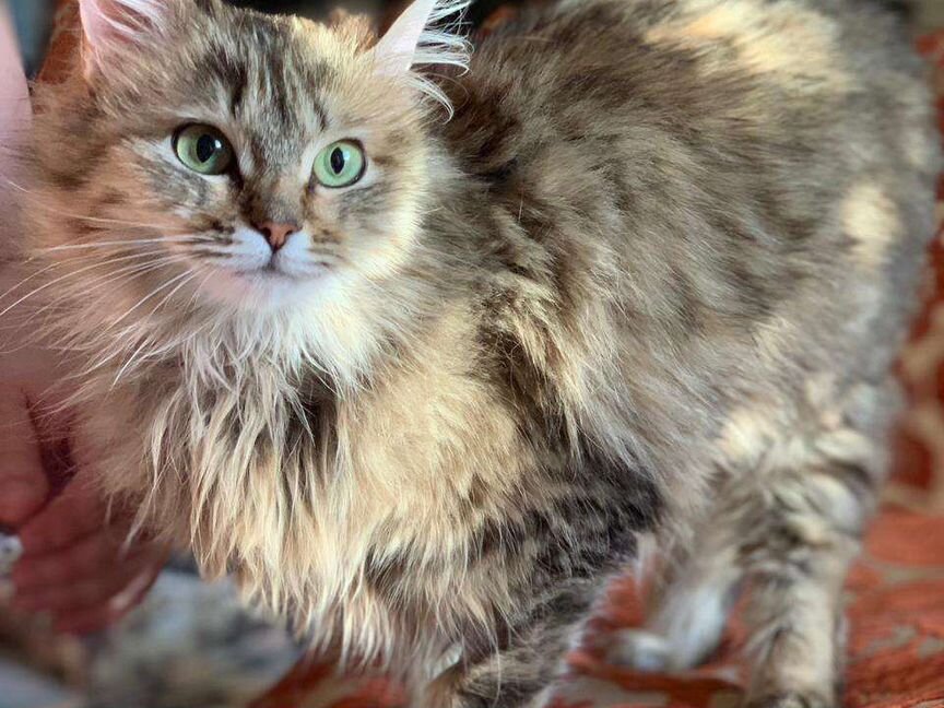 Стерилизованная кошечка