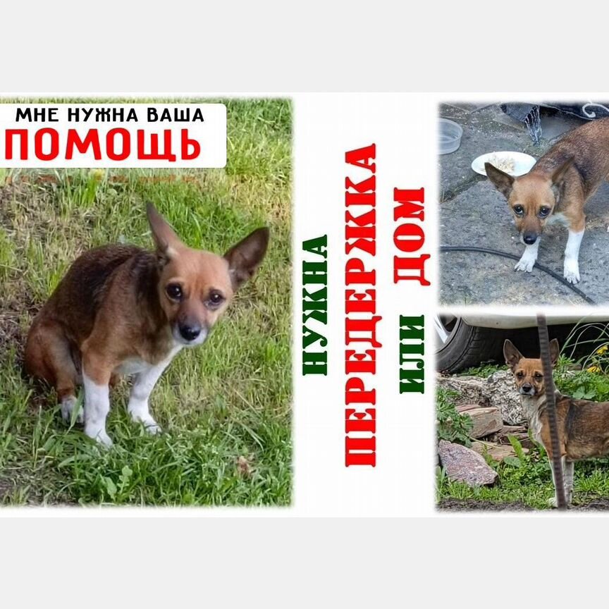 Маленькая собачка в беде