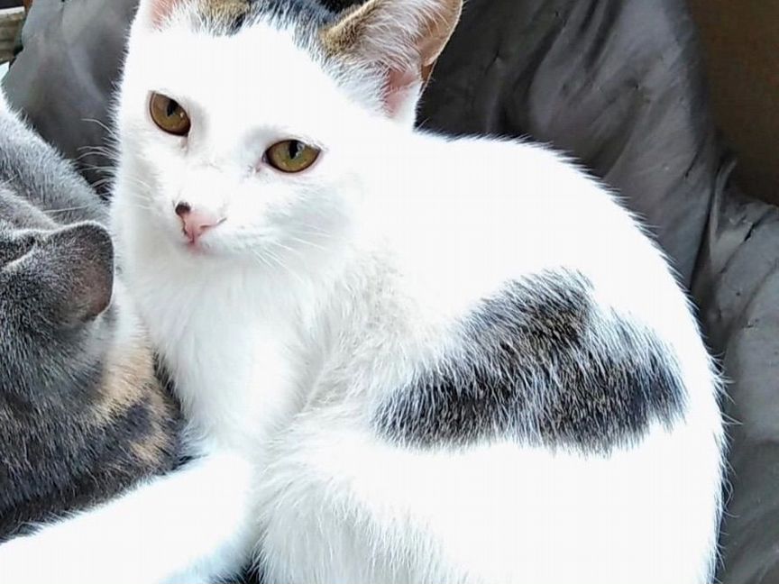 Мальчик Беляш ищет дом