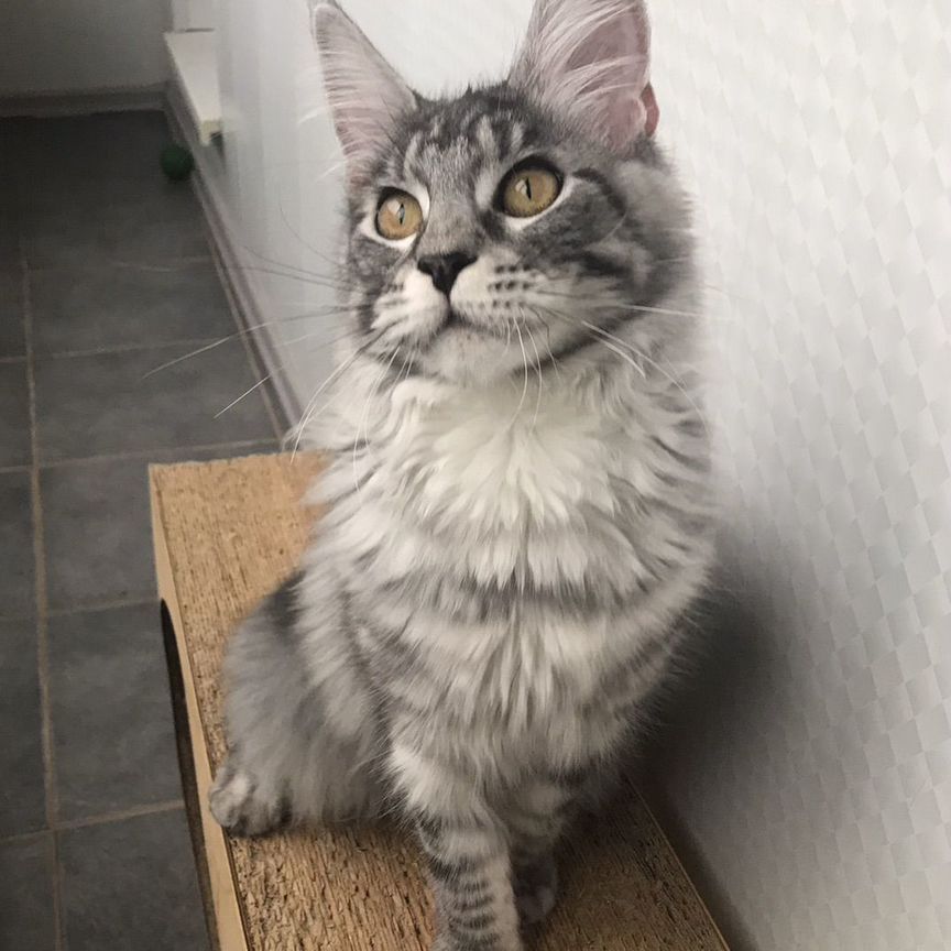 Котята мейн-кун