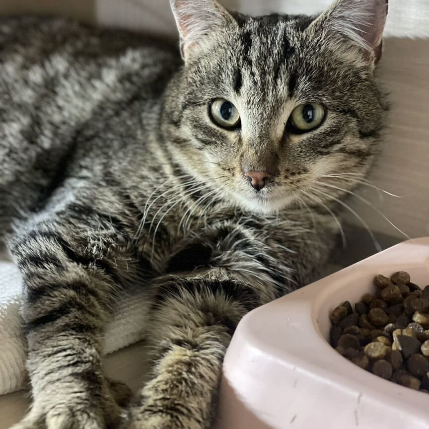 Котик ищет дом