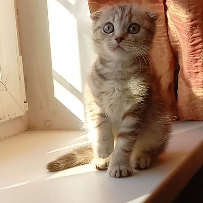 Шотландский вислоухий короткошёрстный котёнок