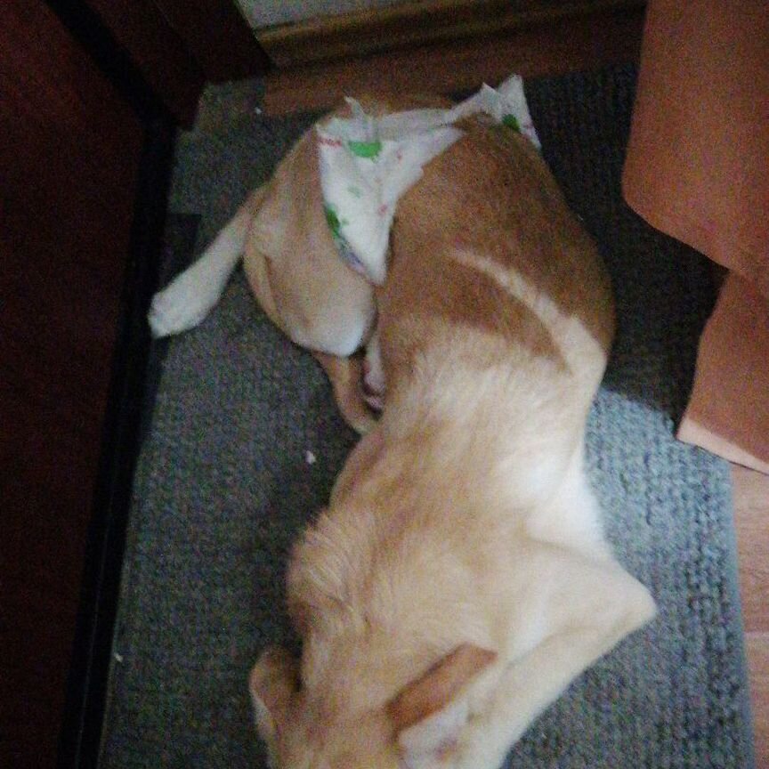 Собака в добрые руки щенок