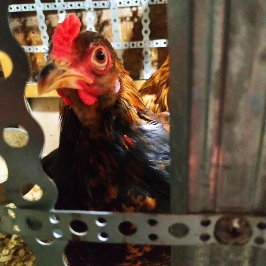 Петух молодой