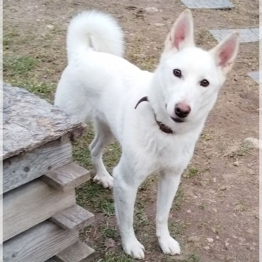 Лайка, щенок