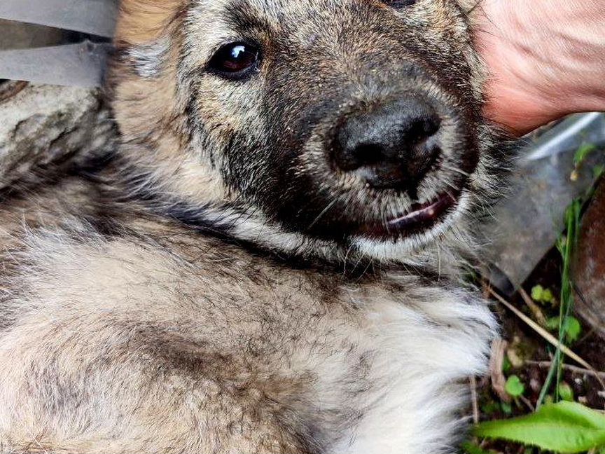 Щенки в добрые руки даром