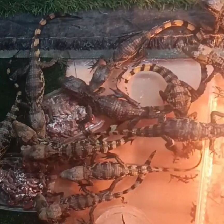 Южно американские тритоны