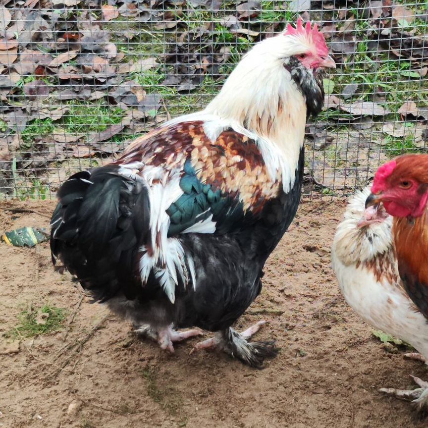 Петух фавероль лососевая