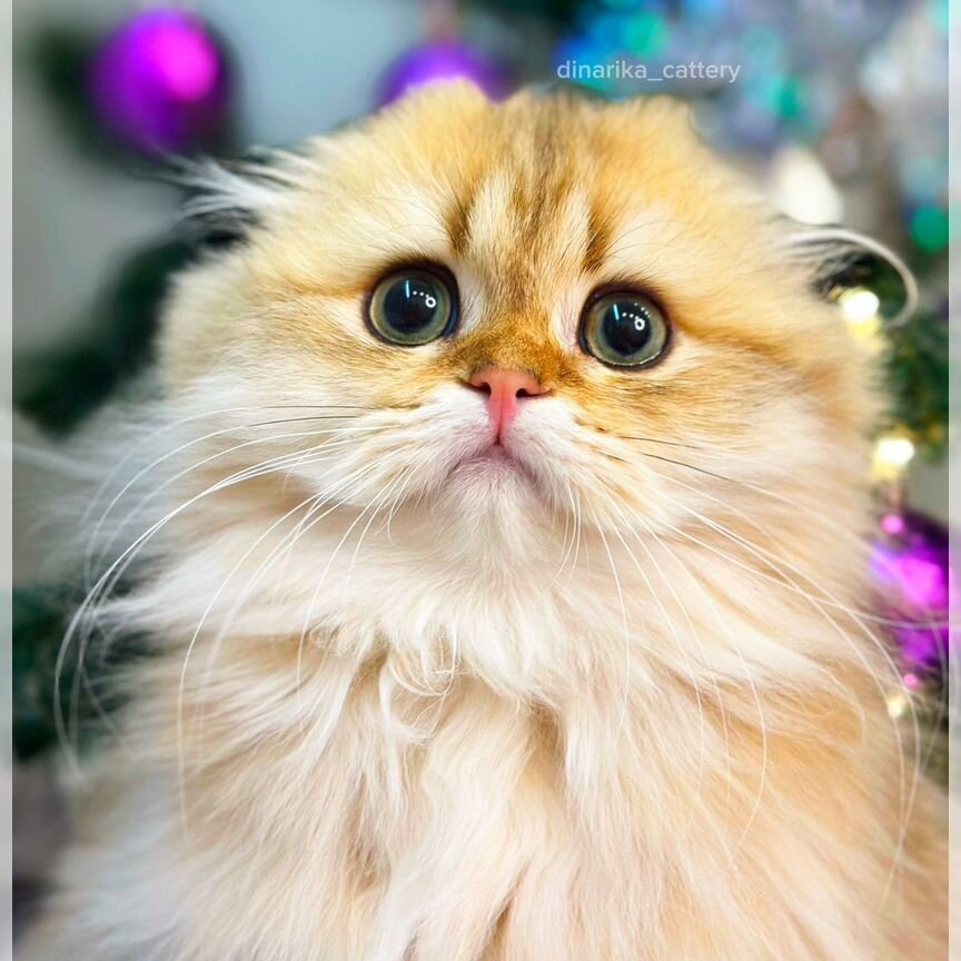 Шотландский вислоухий длинношёрстный котёнок