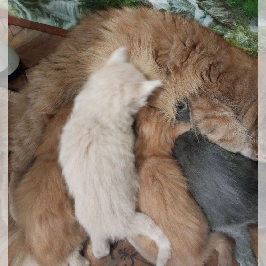 Сибирский котёнок