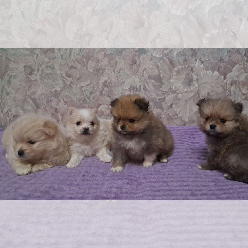 Померанский шпиц, щенок