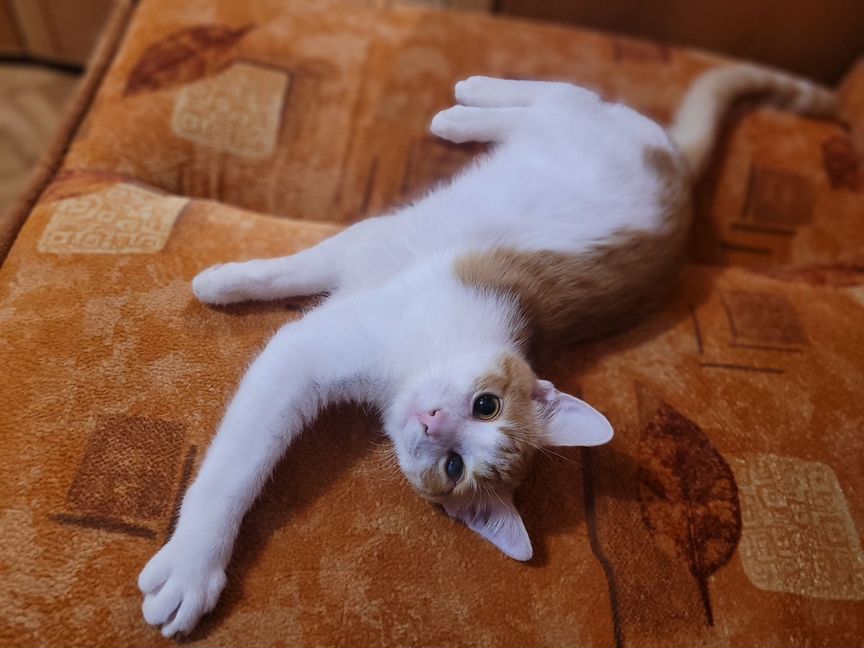 Кошка
