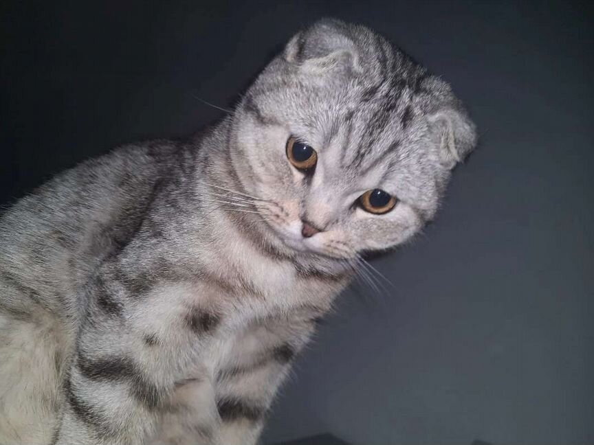 Ищем британского котика на вязку