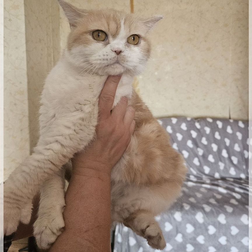Взрослая, кошка в добрые руки