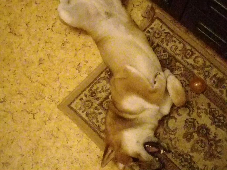 Отдаю Сиба-ину. молодой