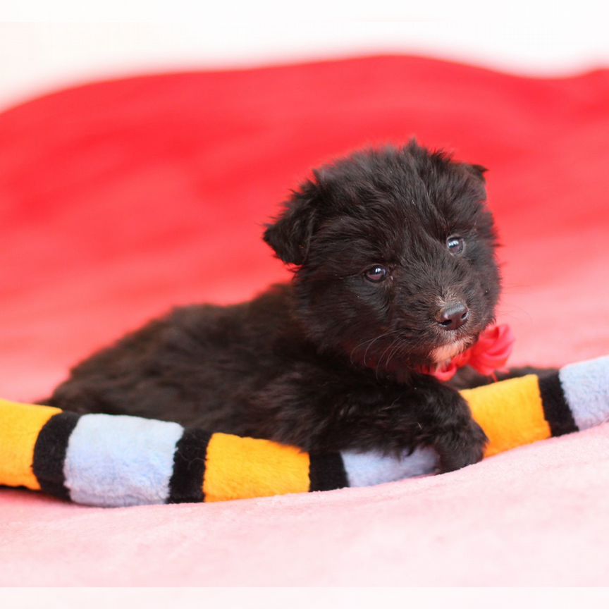 Щенок в добрые руки