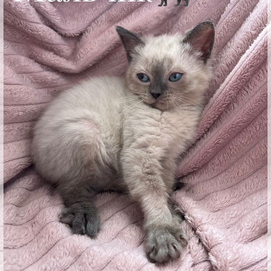 Шотландские котята