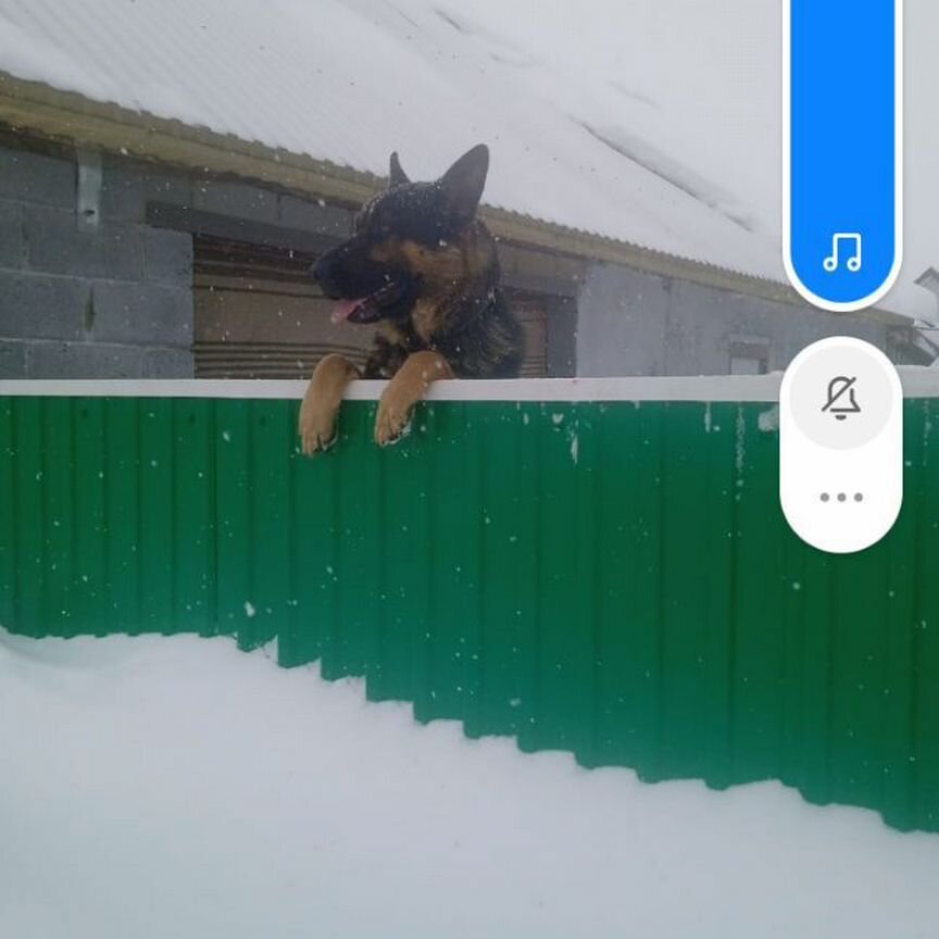 Щенки немецкой овчарки