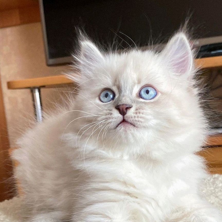 Невский маскарадный котик