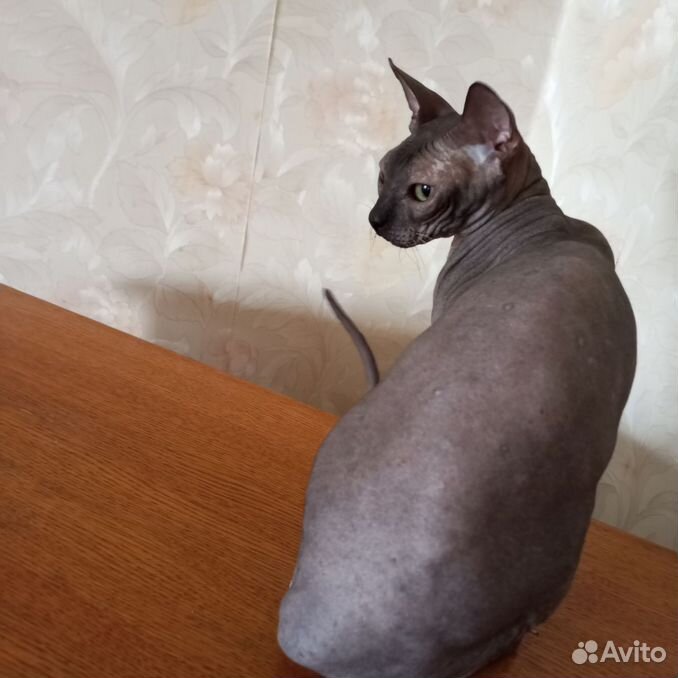 Кошечка Донского сфинкс