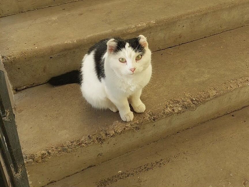Кошка в дар