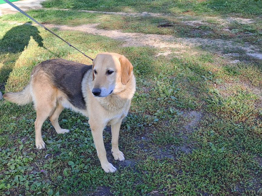 Русская гончая