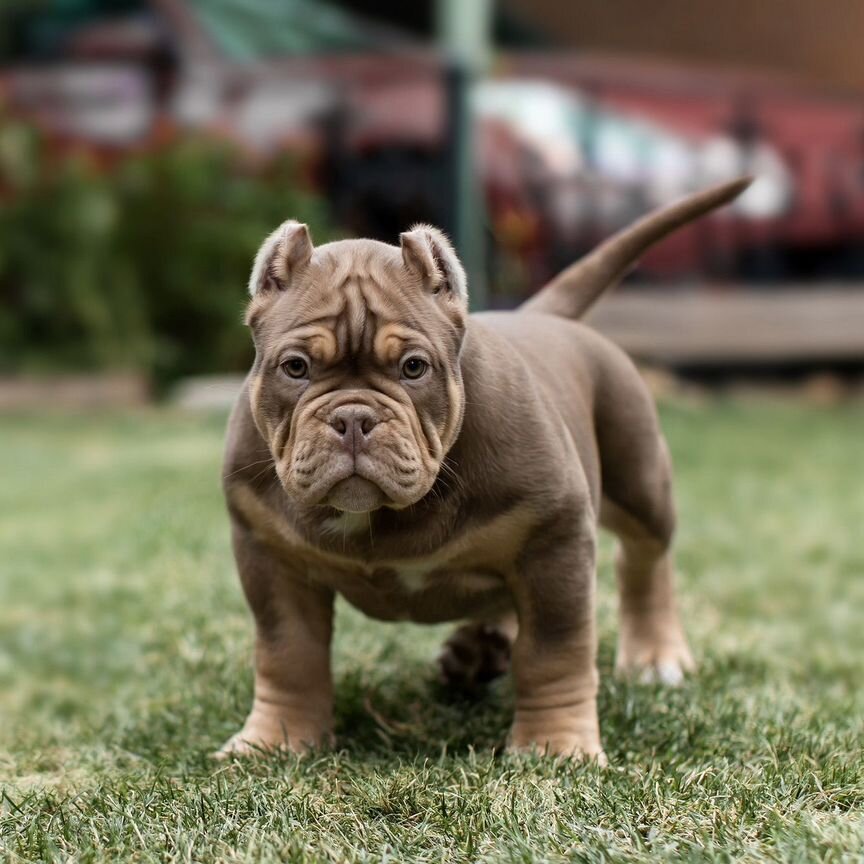 Американский булли