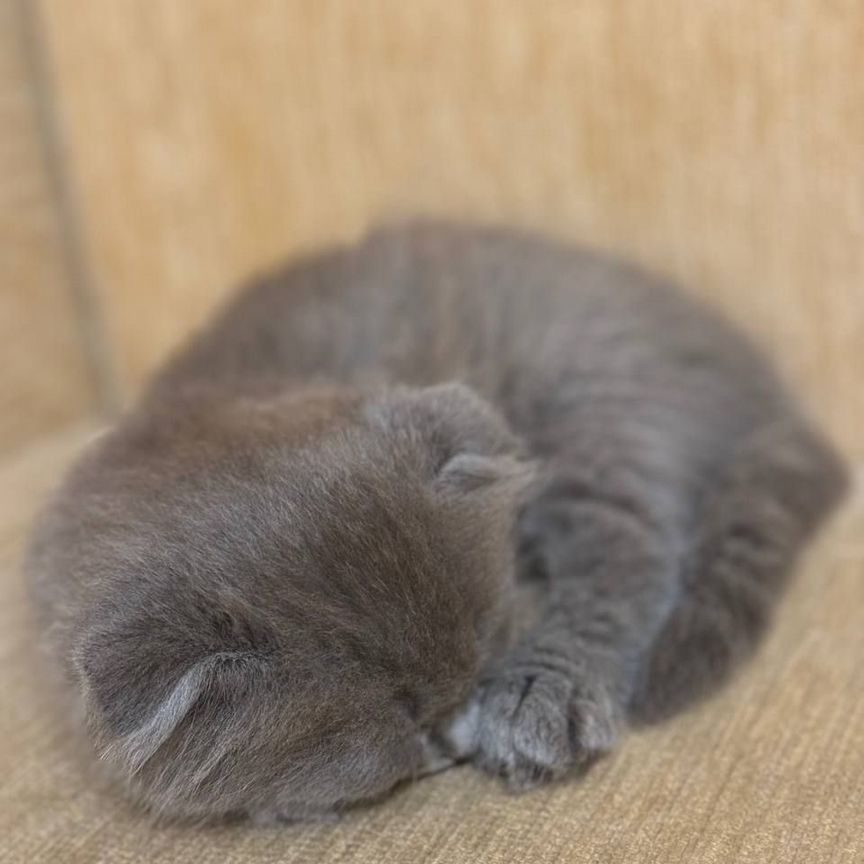 Скоттиш-фолд кошка