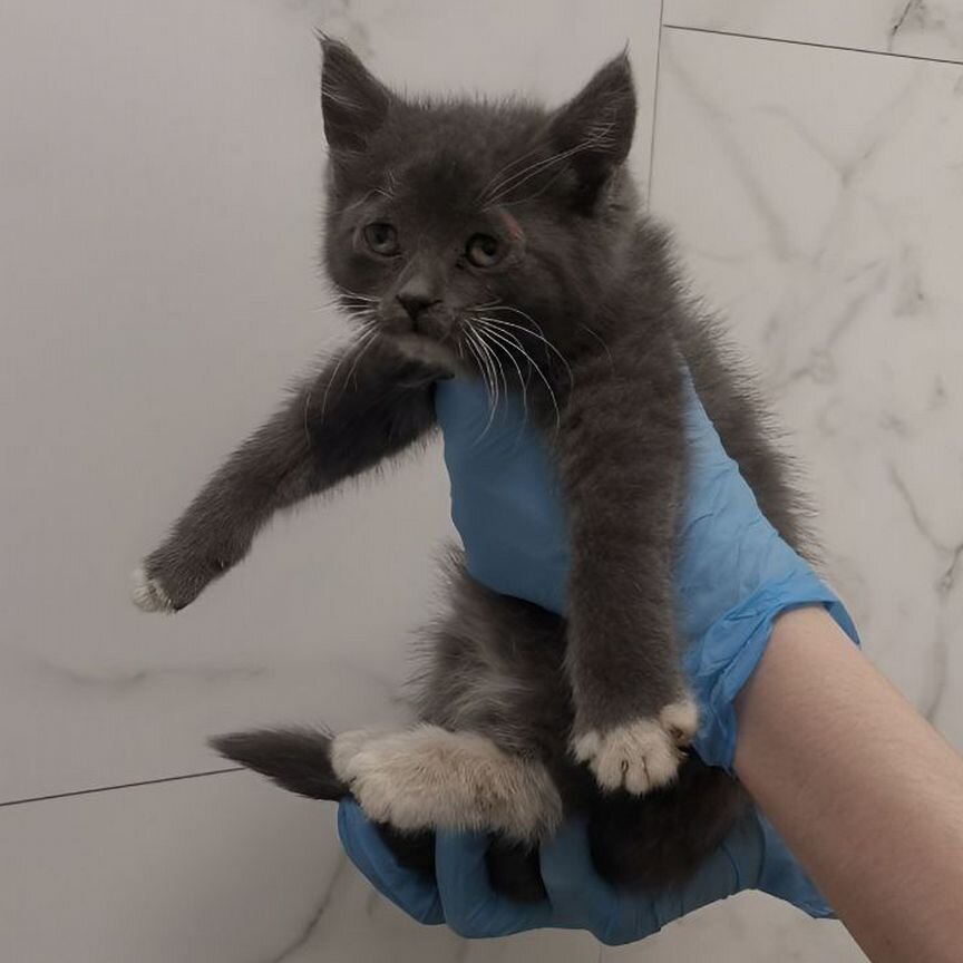 Британский короткошёрстный котёнок