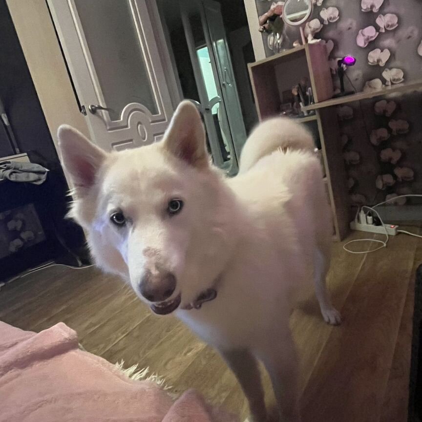 Собака в добрые руки