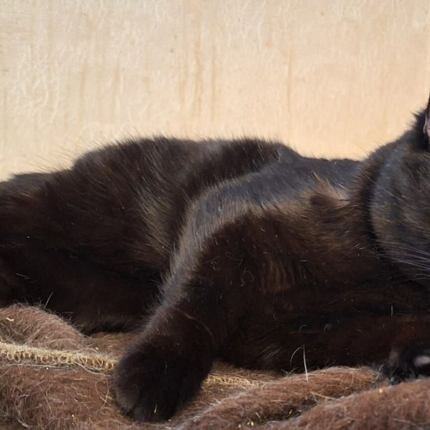 Красивый котик города