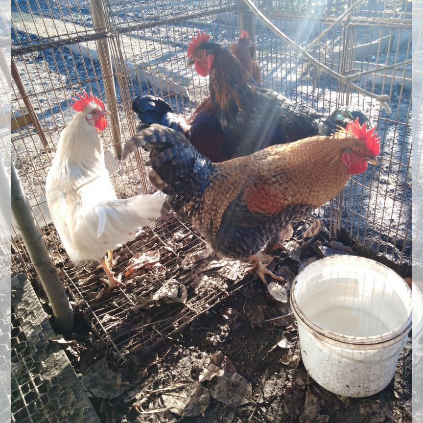 Молодые петухи