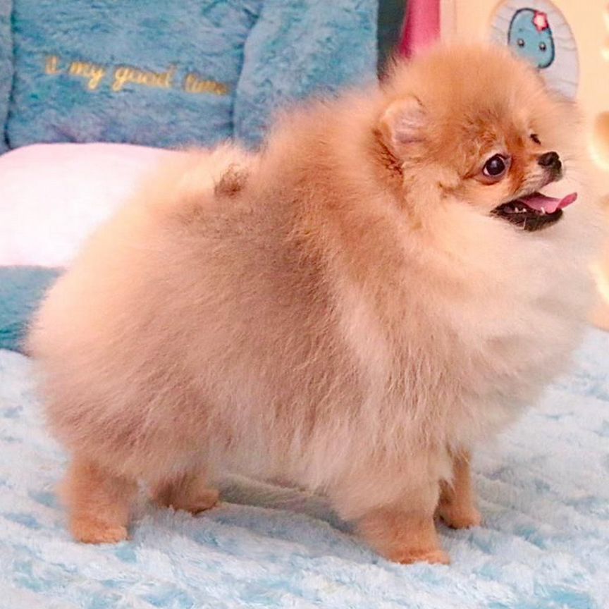 Померанский шпиц медвежьего типа мальчик