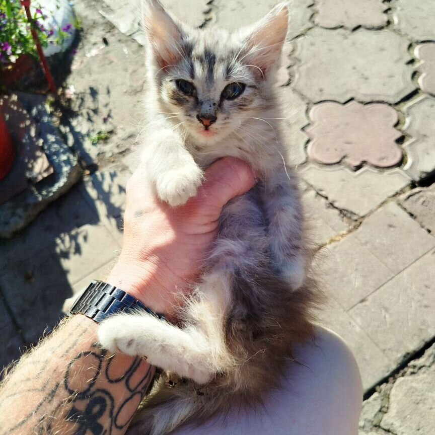 Шотландский вислоухий короткошёрстный котёнок