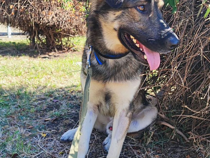 Щенок, метис вео