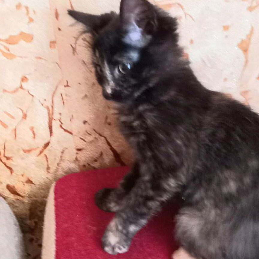 Девочка Лапка 2.5 месяца хорошим людям