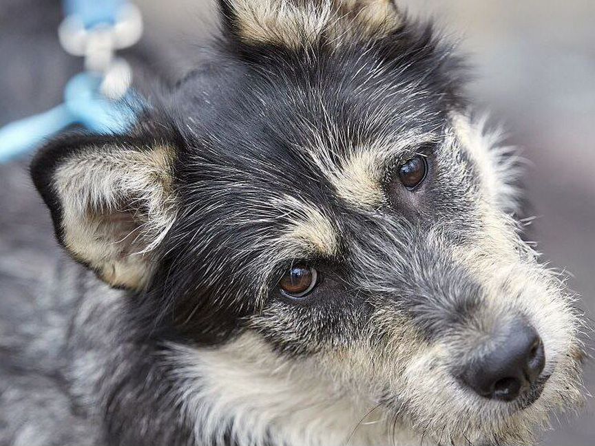 Удивительный почтищенок Финик в добрые руки