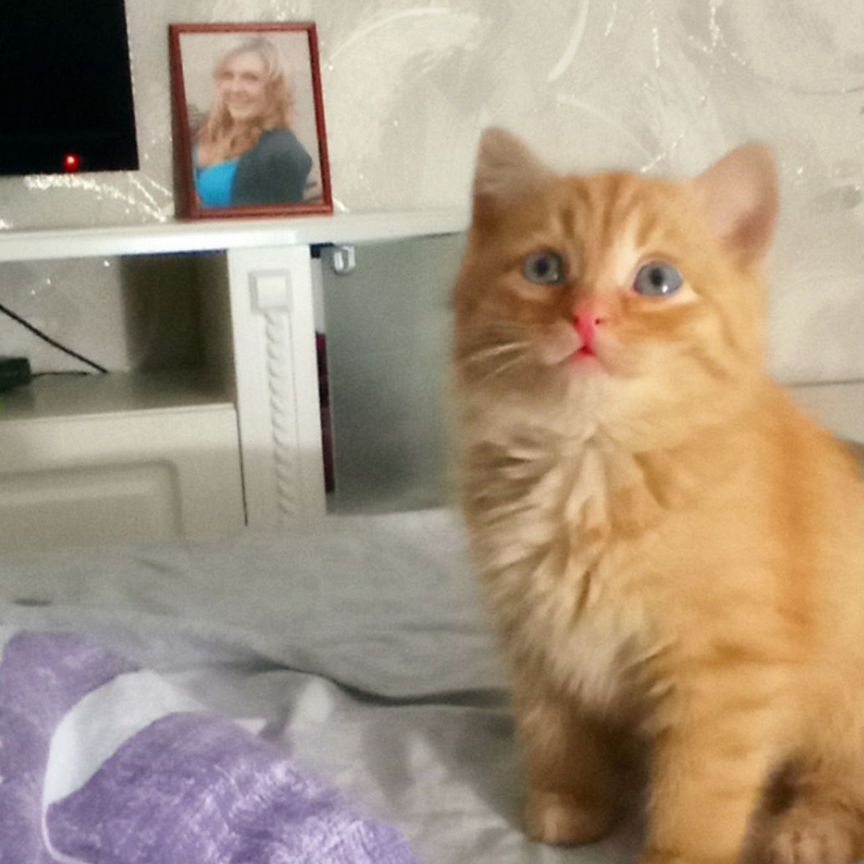Котëнок