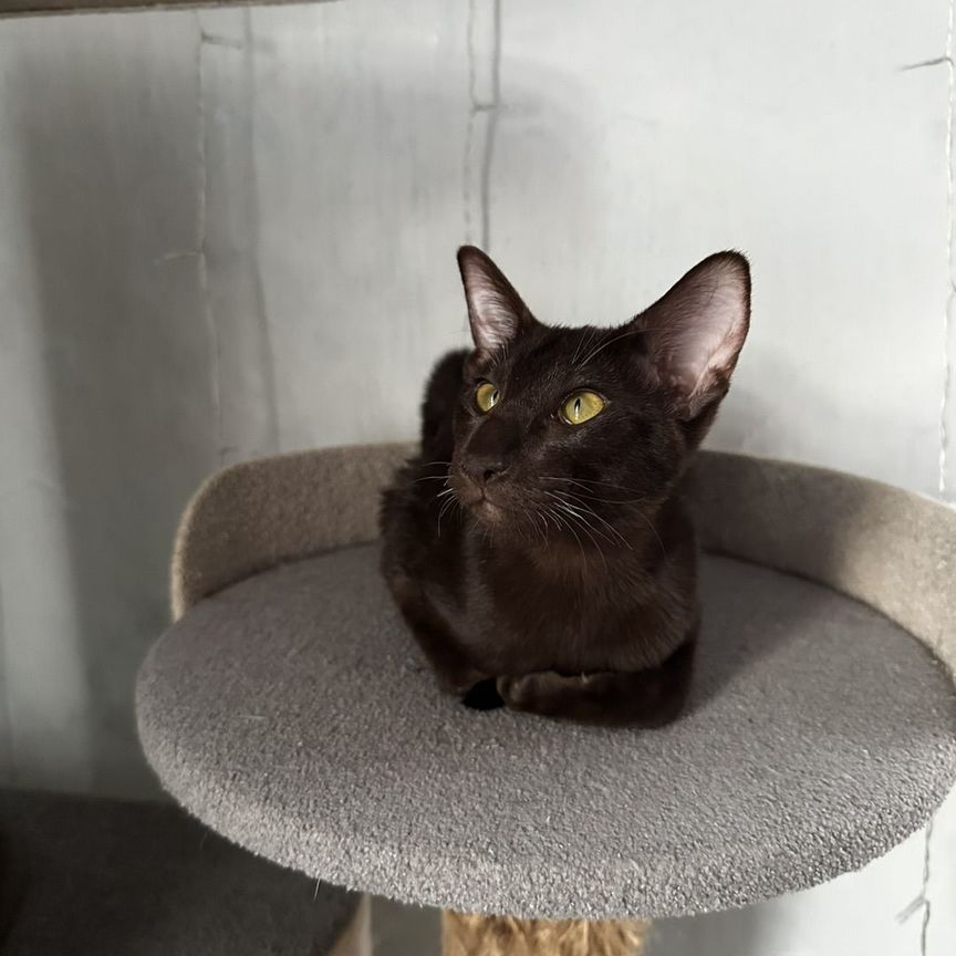 Ориентальный котёнок